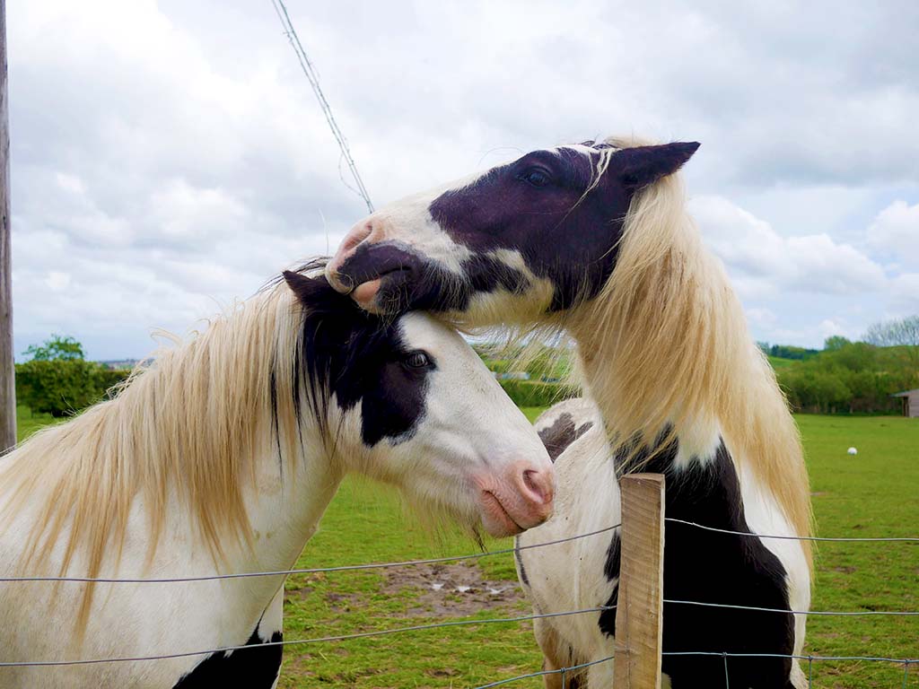 Maypole Farm - Animal Assisted Therapy & Learning - Tuition Extra